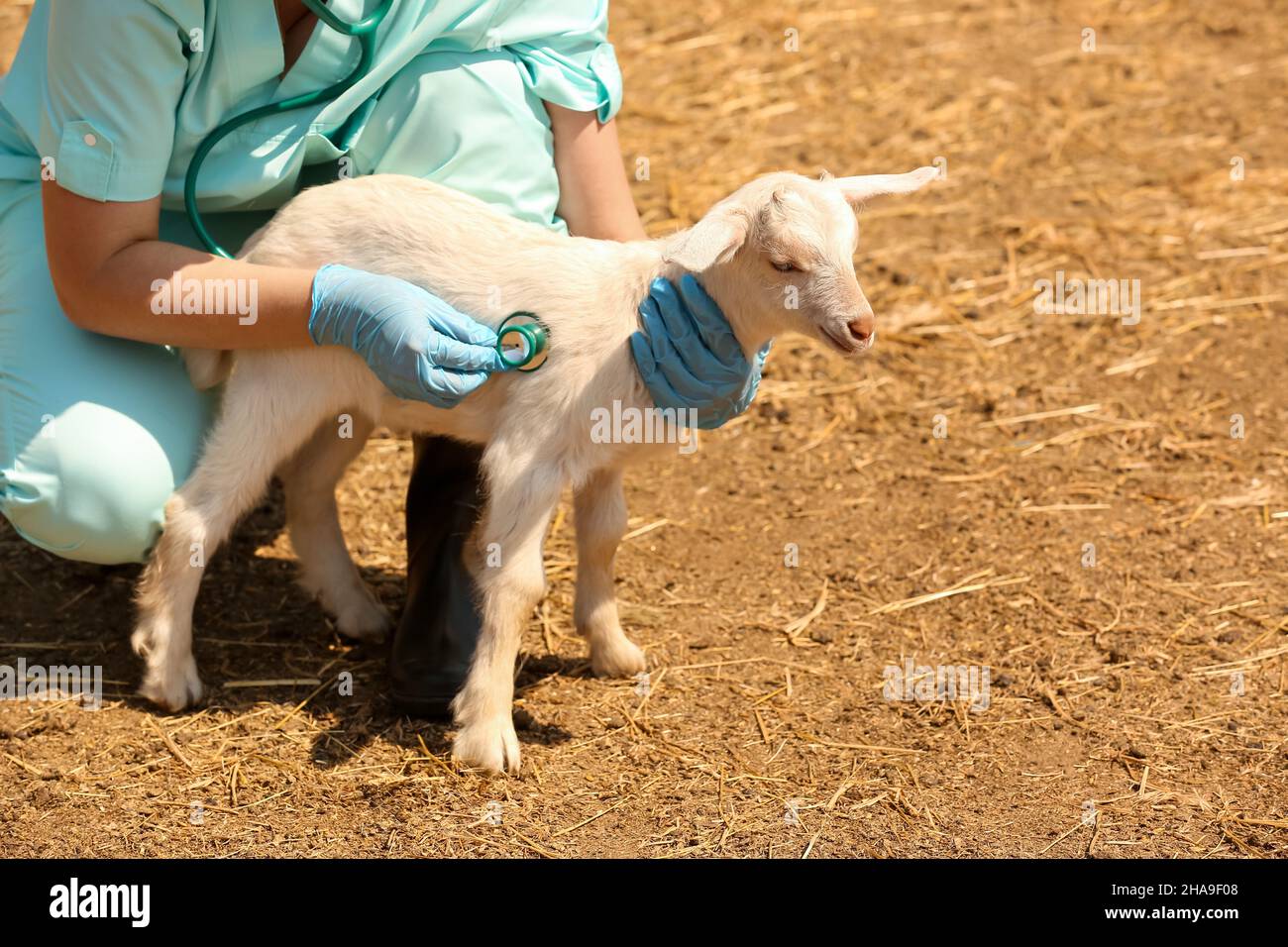 Veterinarian examining baby goat on farm Stock Photo - Alamy