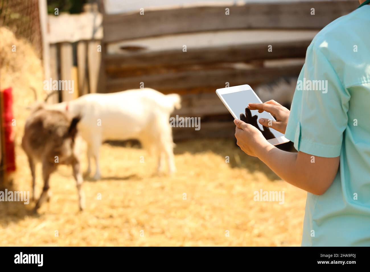 Woman vet tablet computer hi-res stock photography and images - Alamy