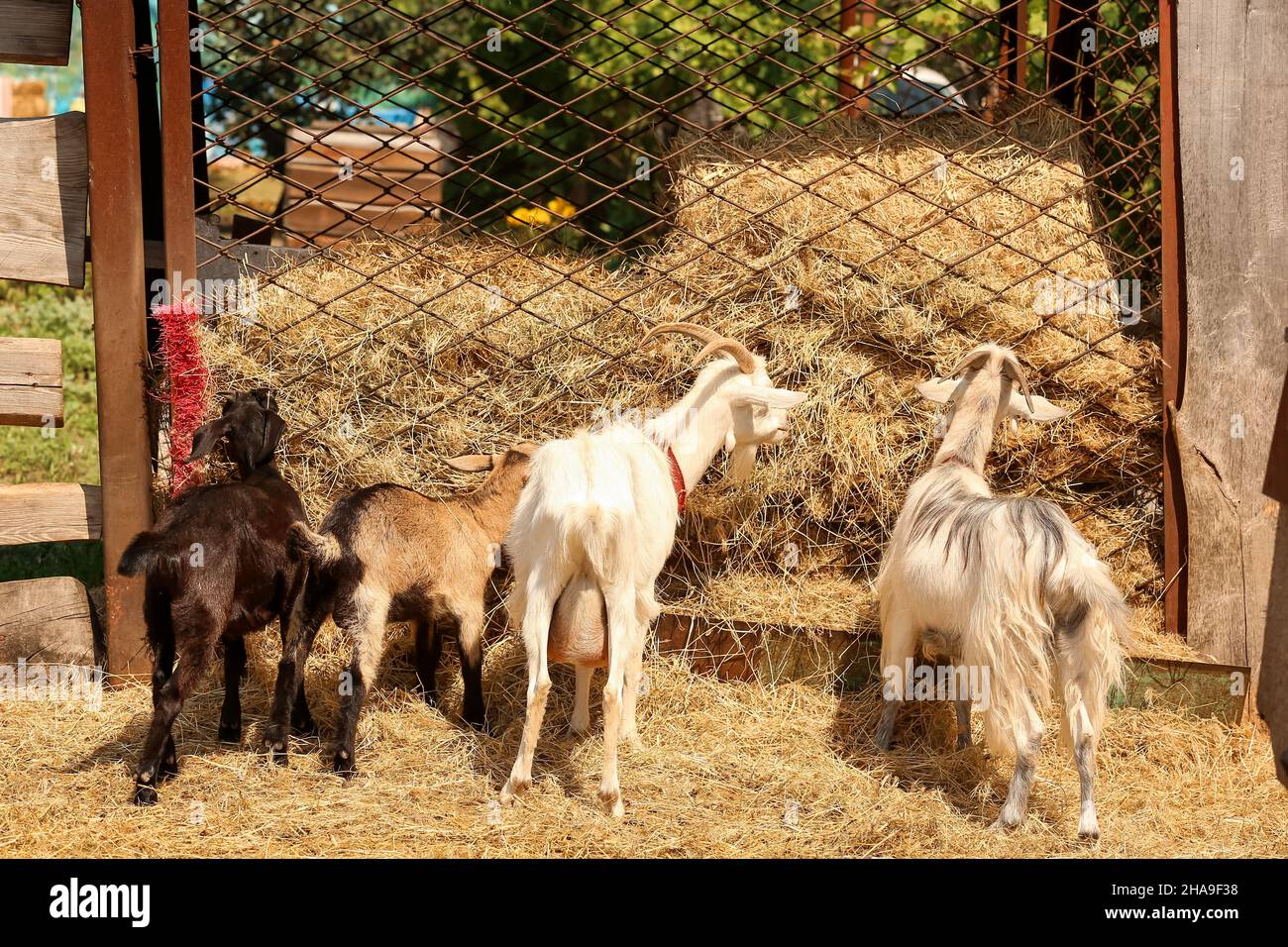 Cute funny goats eating hay on farm Stock Photo - Alamy