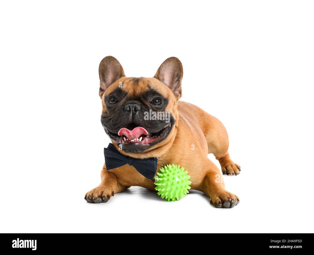 Cute French bulldog with toy ball on white background Stock Photo - Alamy