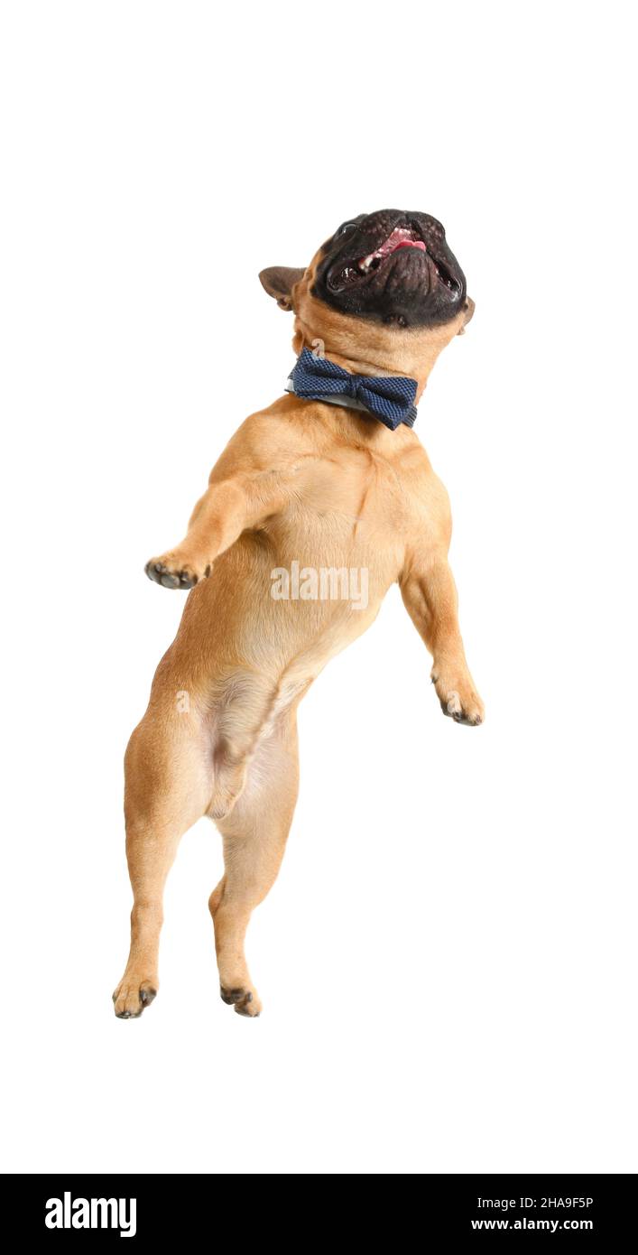 Cute jumping French bulldog on white background Stock Photo - Alamy