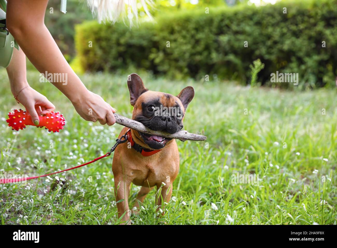 Owner playing cute french hi-res stock photography and images - Alamy