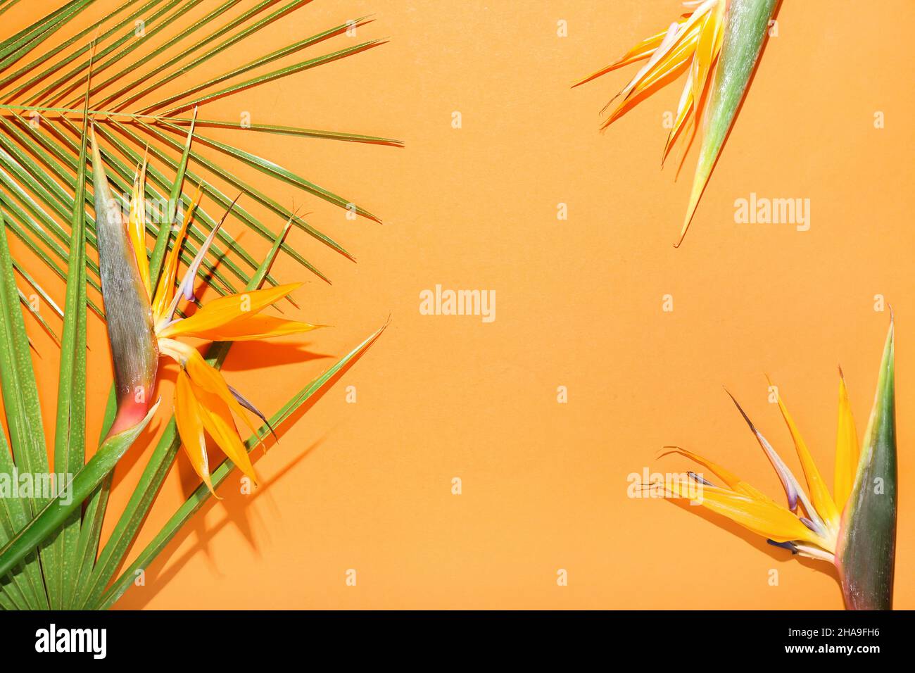 Beautiful strelitzia flowers and palm leaf on color background Stock ...