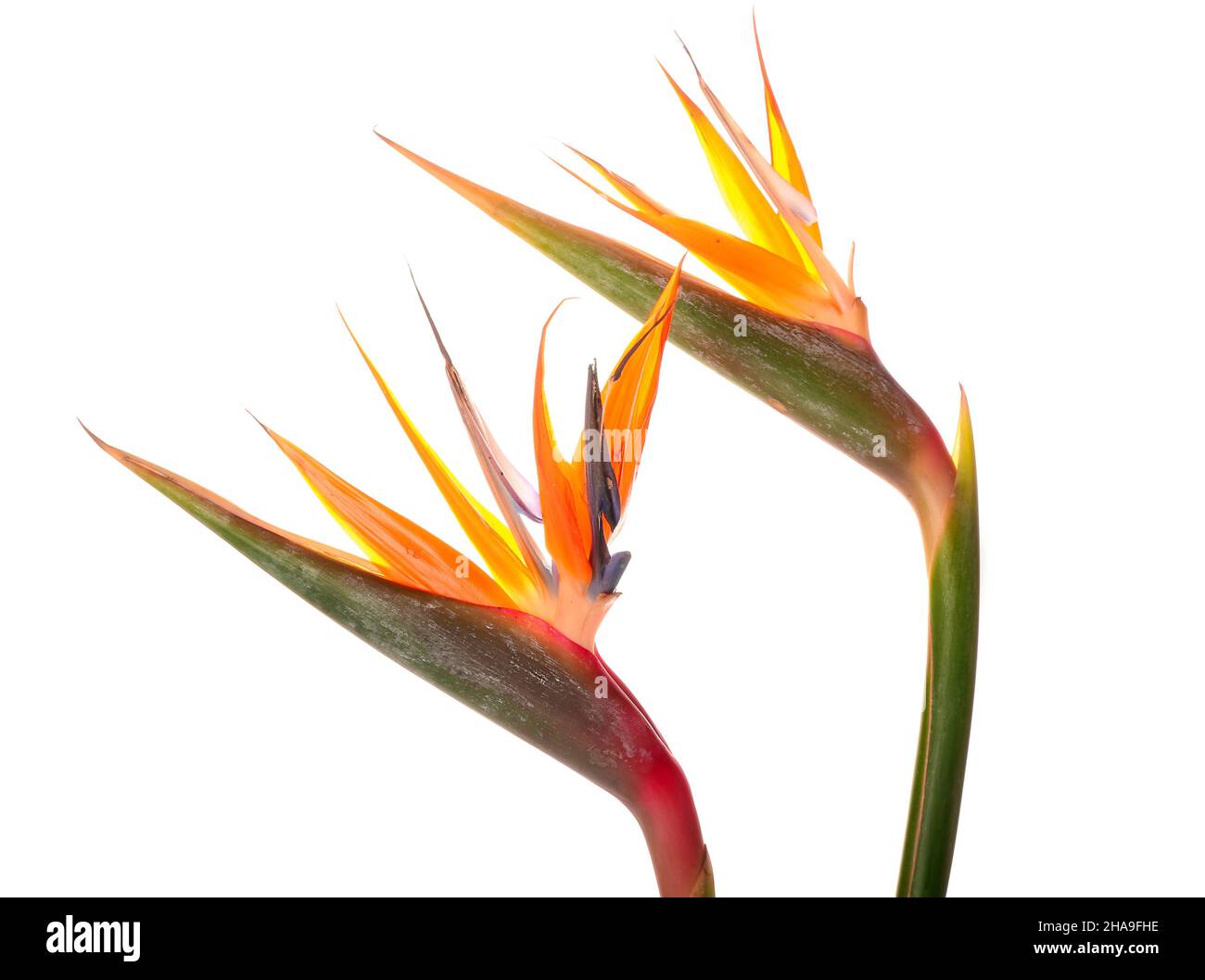 Beautiful strelitzia flowers isolated on white background, closeup ...