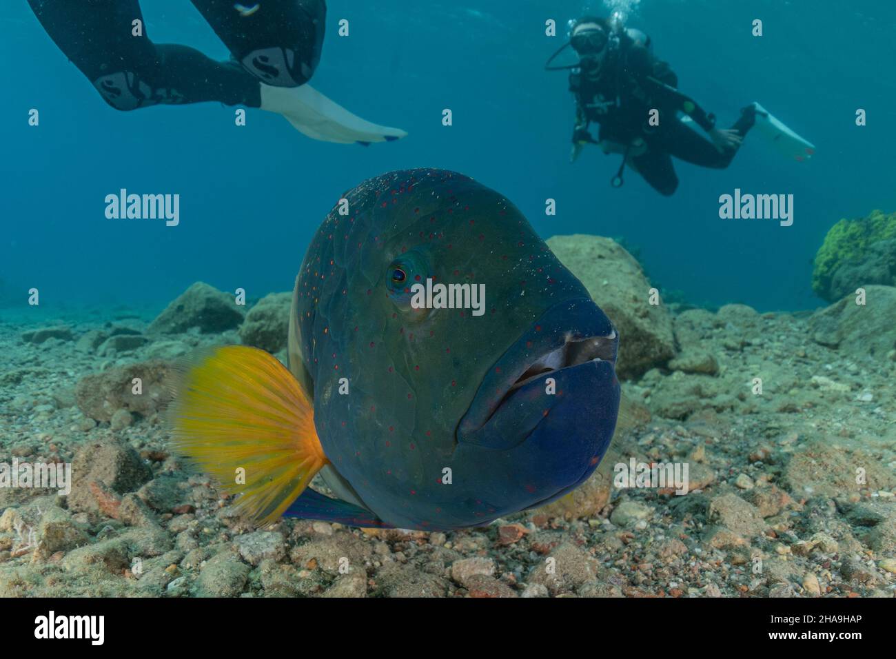 Fish swim in the Red Sea, colorful fish, Eilat Israel Stock Photo - Alamy
