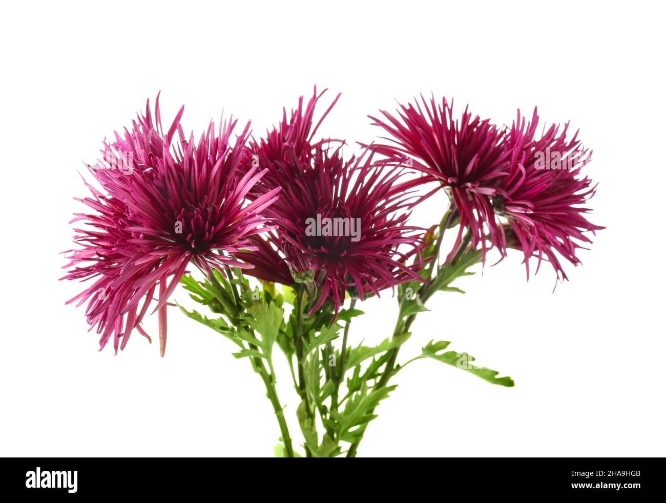 Beautiful Aster flowers on white background Stock Photo - Alamy