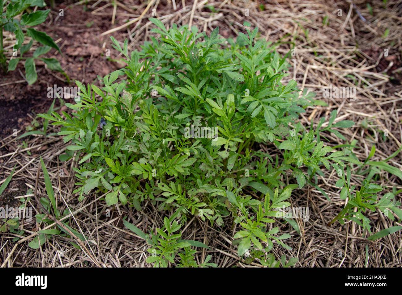 High angle shot of a growing blueberry bush Stock Photo - Alamy