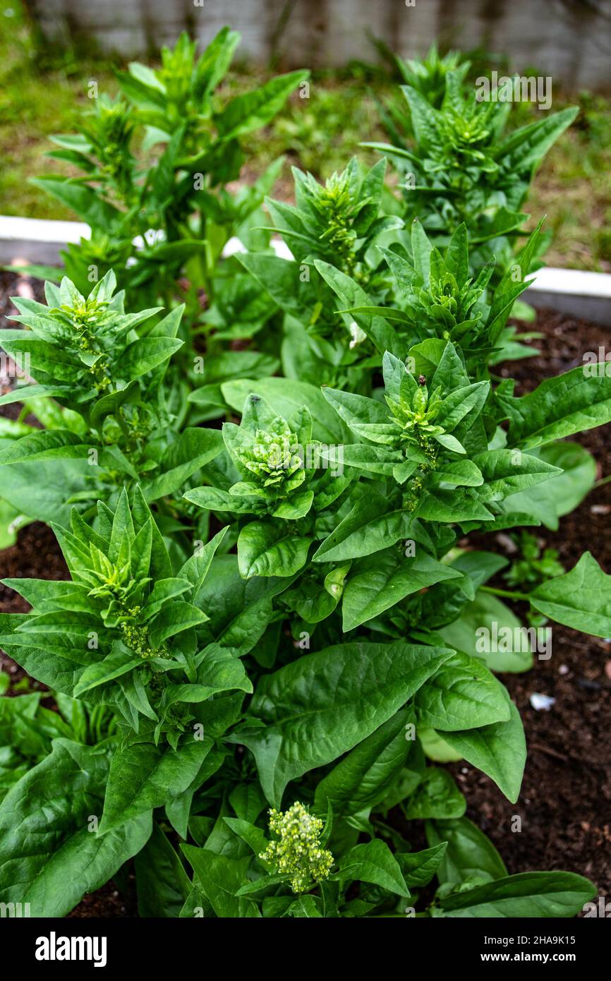 Vertical shot of a growing spinach plant in a garden Stock Photo - Alamy