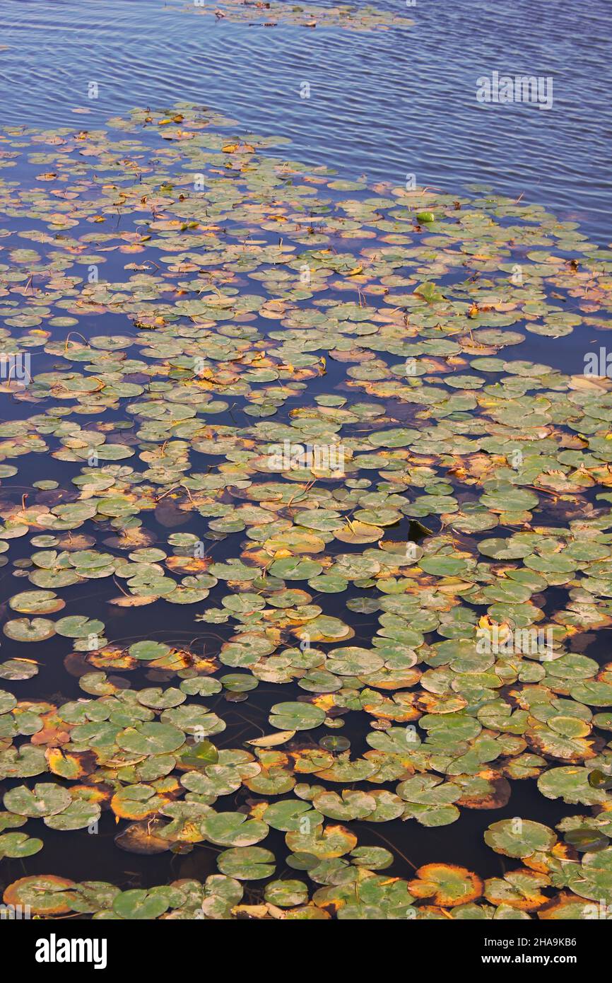 Lush green lily pads floating on the surface of the lily pool Stock ...