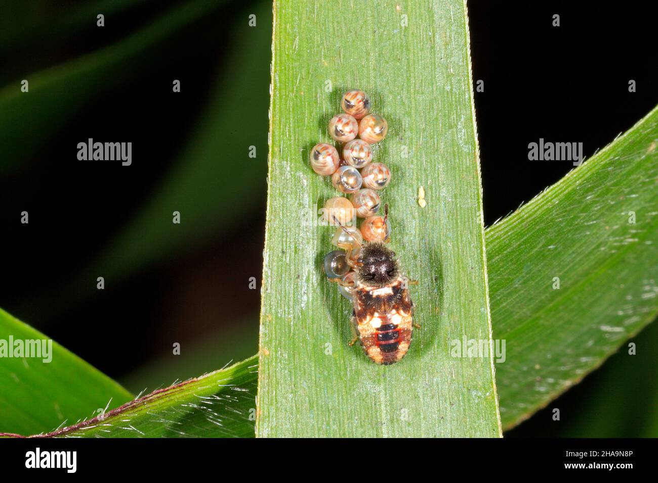 Australian Beetles High Resolution Stock Photography and Images - Alamy