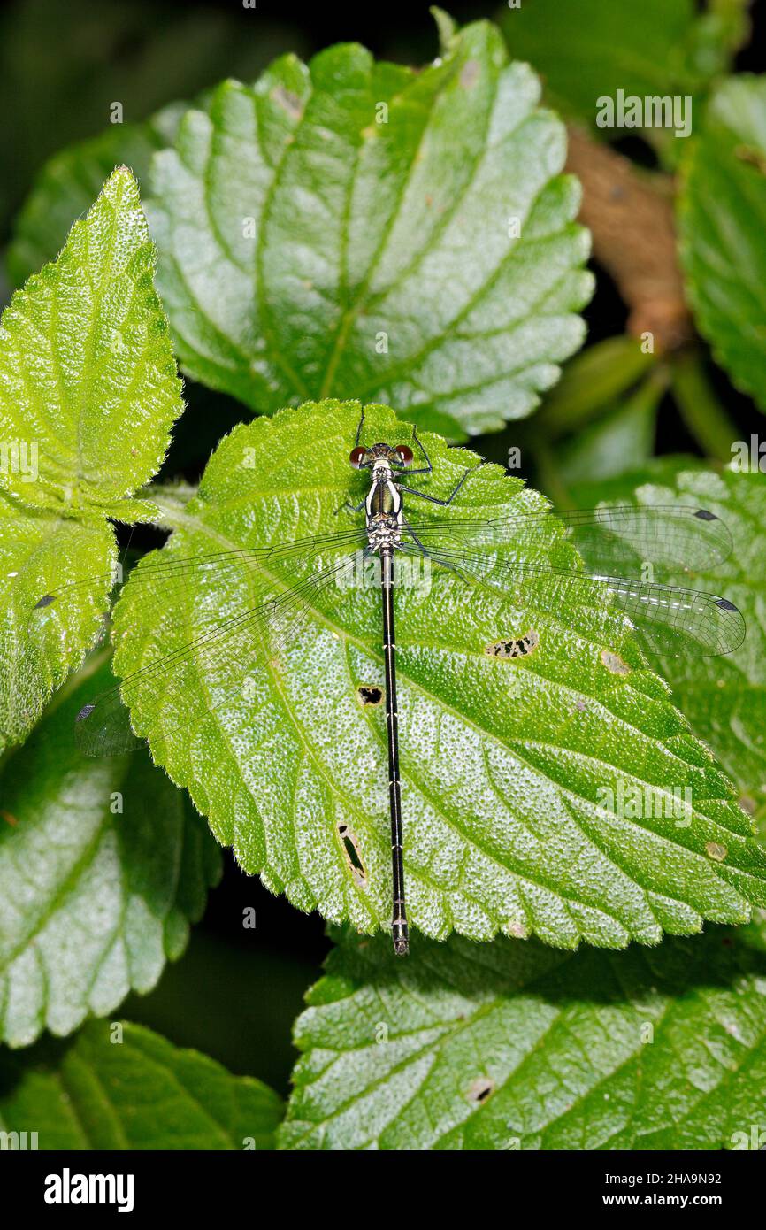 Common Flatwing Damselfly, Austroargiolestes icteromelas. Also known as ...