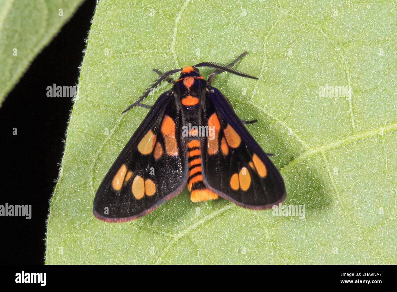 Syntomiini hi-res stock photography and images - Alamy