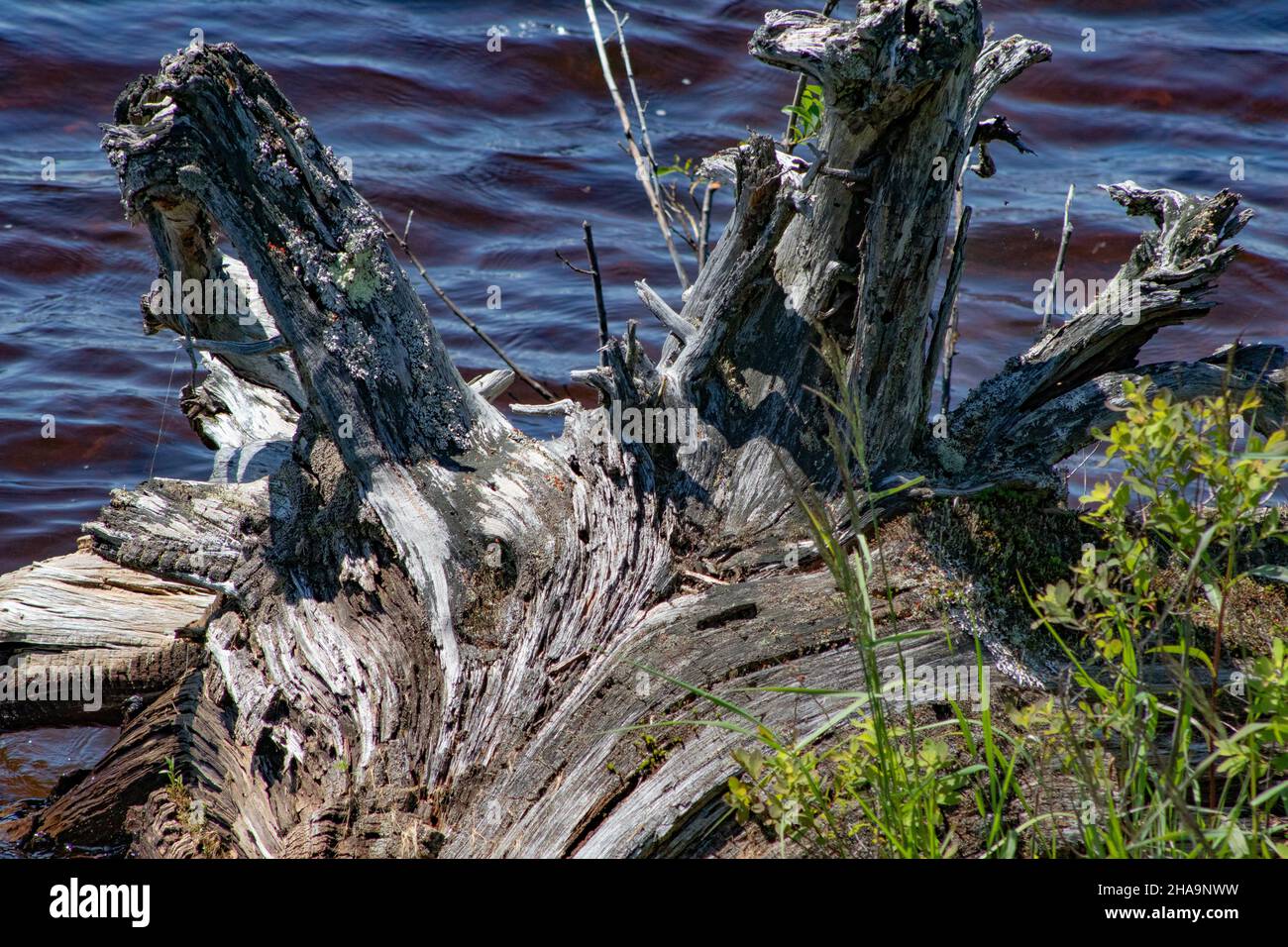 A large chunk of wood from a tree floating in a lake Stock Photo - Alamy