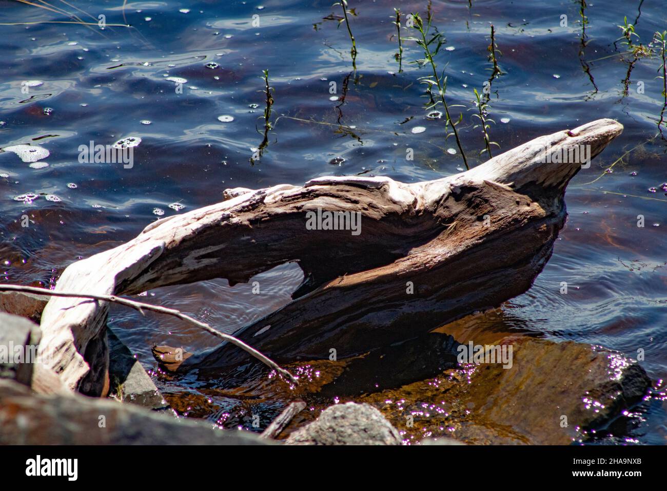 A large chunk of wood from a tree floating in a lake Stock Photo - Alamy