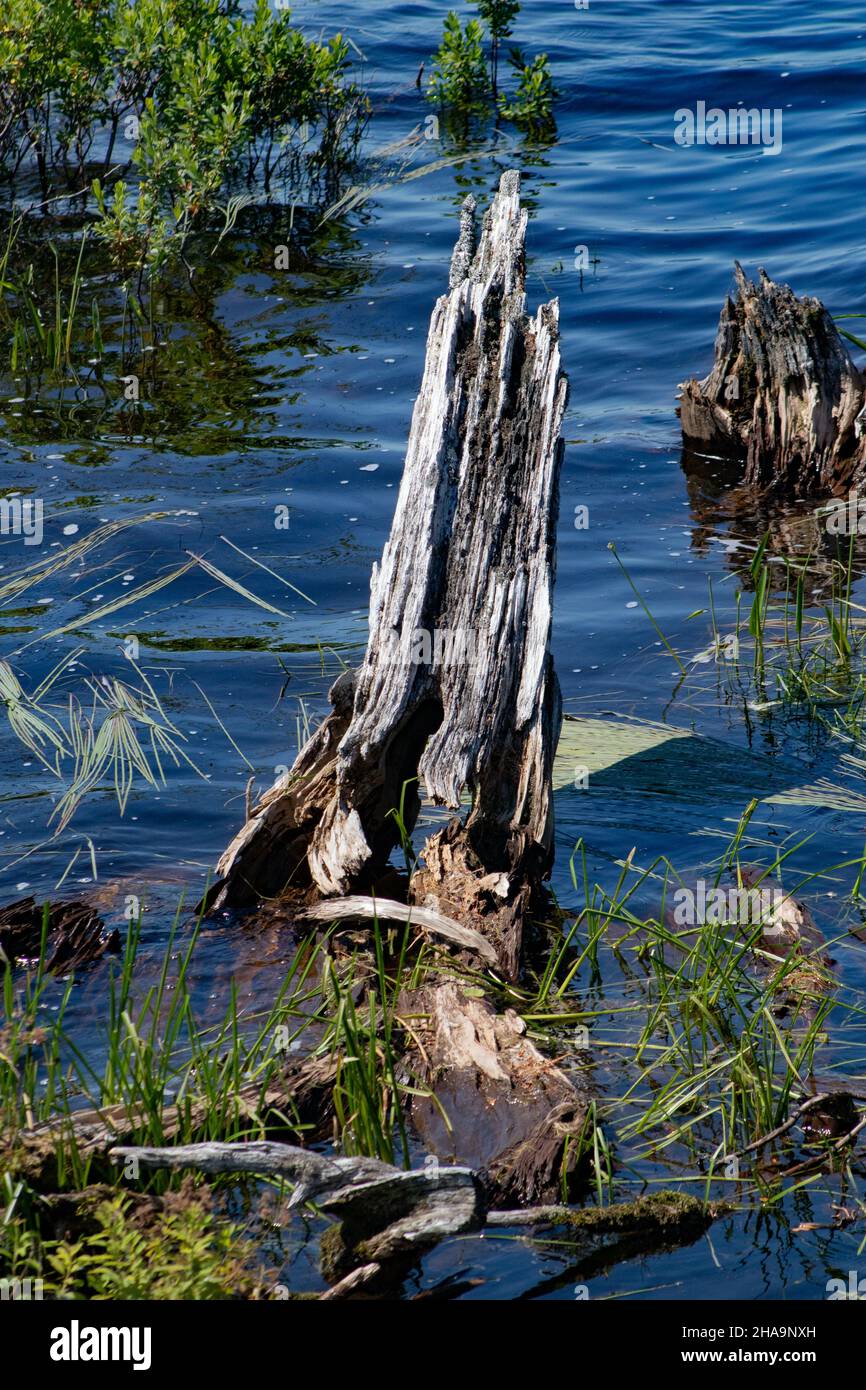 A large chunk of wood from a tree floating in a lake Stock Photo - Alamy