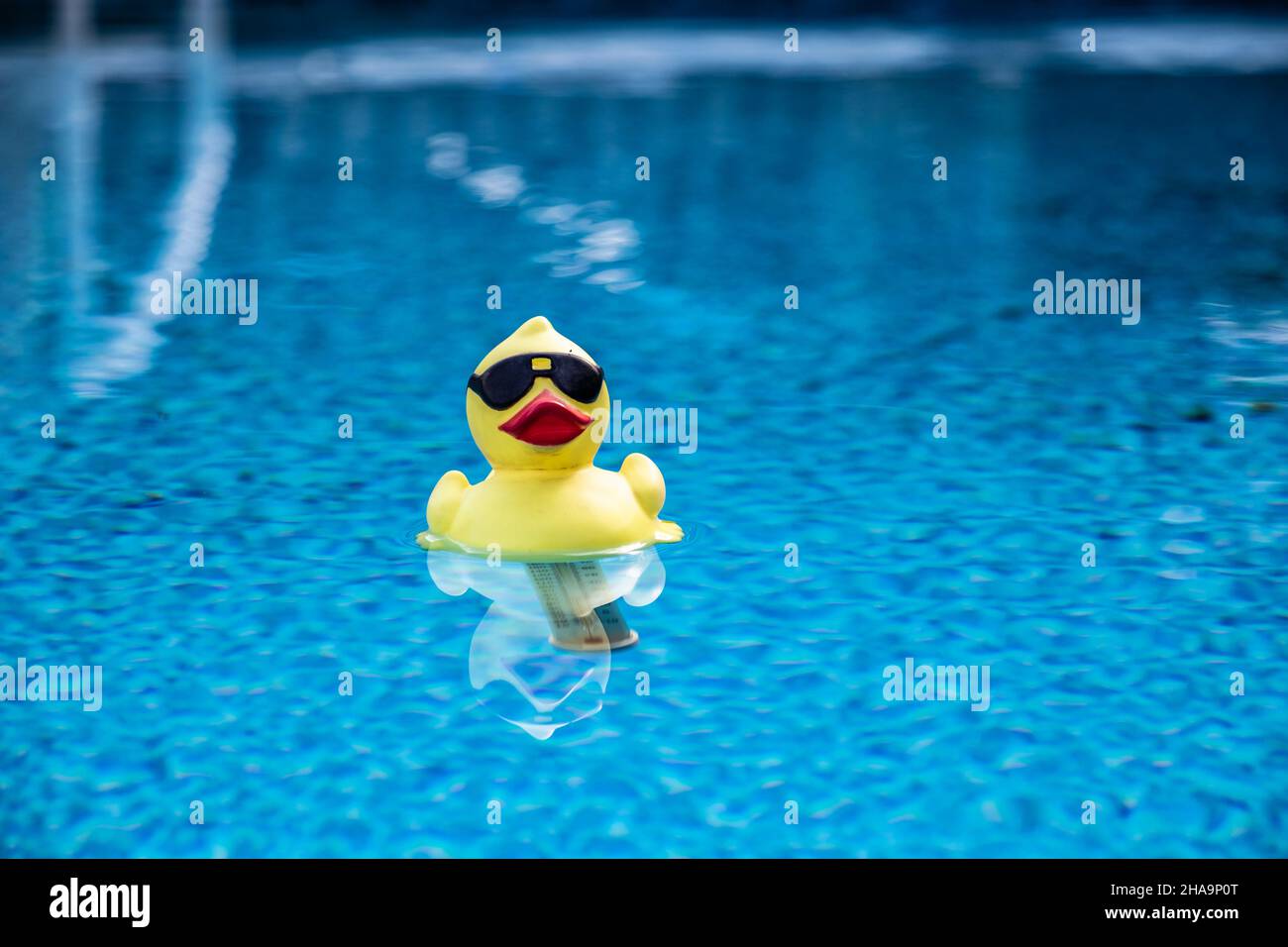 A funny rubber duck floating in a pool Stock Photo - Alamy