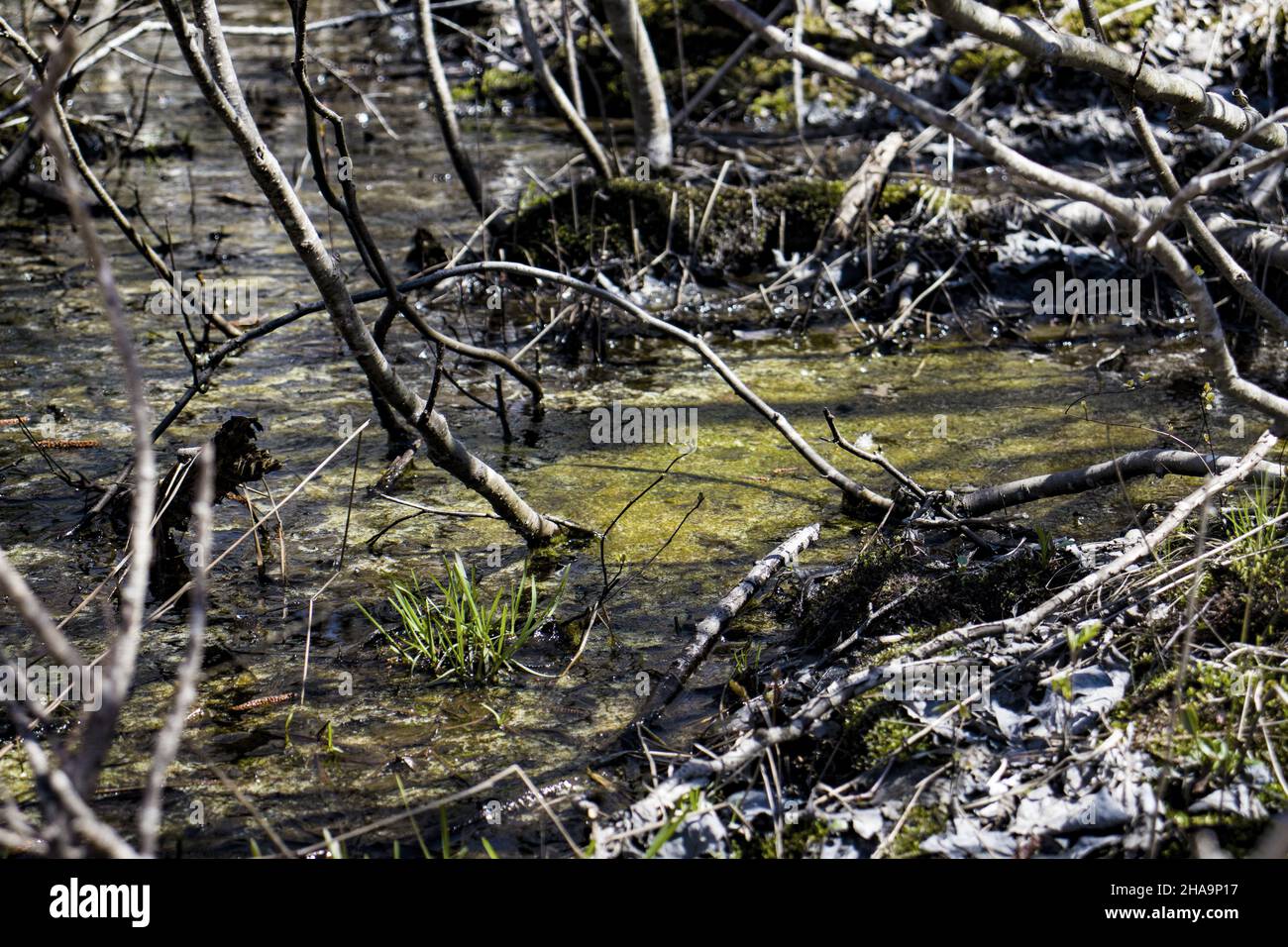 A dirty green pond with moss and old tree branches Stock Photo - Alamy