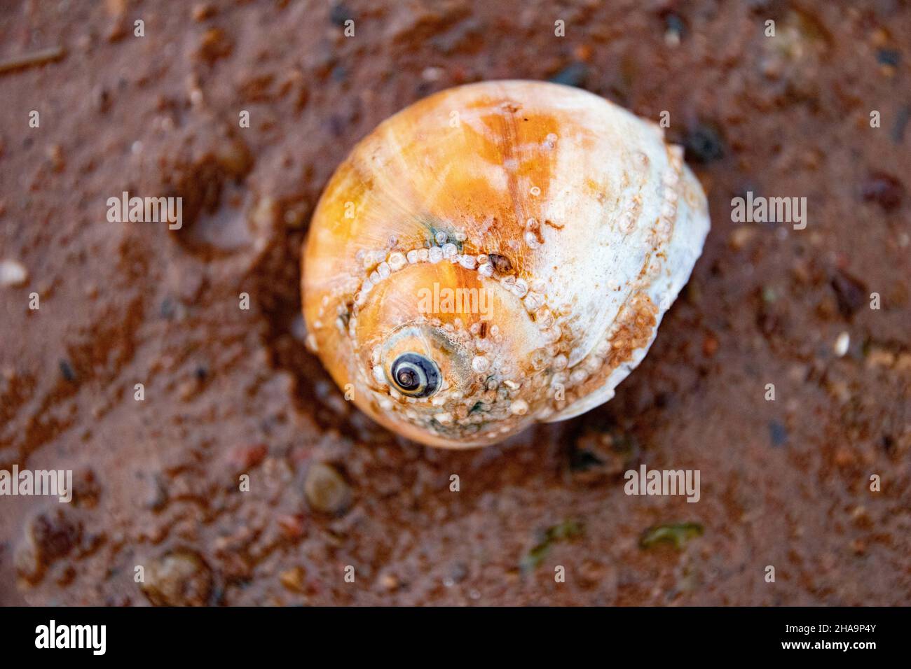 A closeup shot of a brown seashell on wet sand Stock Photo - Alamy