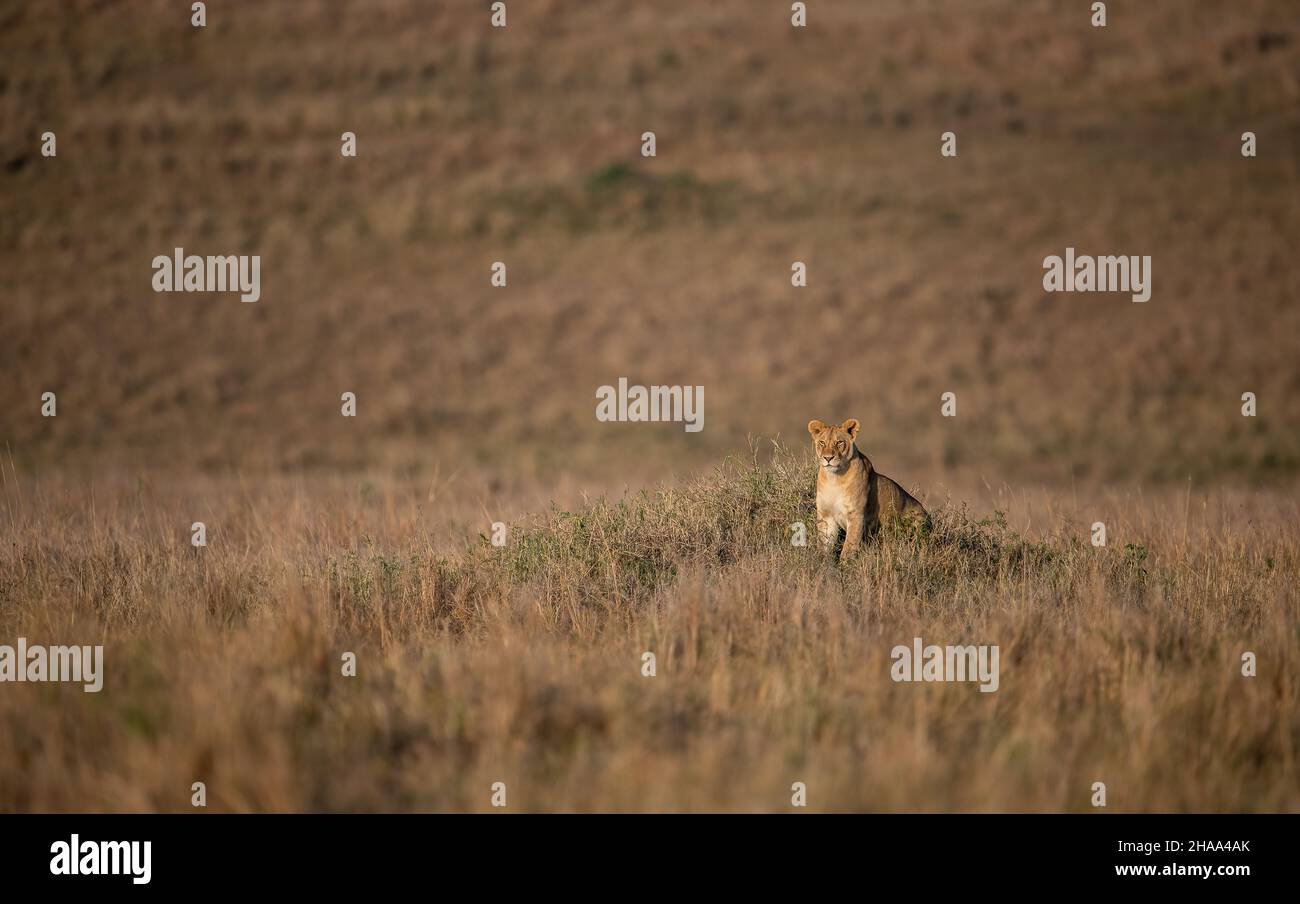 Serengeti wildebeest migration lion hi-res stock photography and images ...