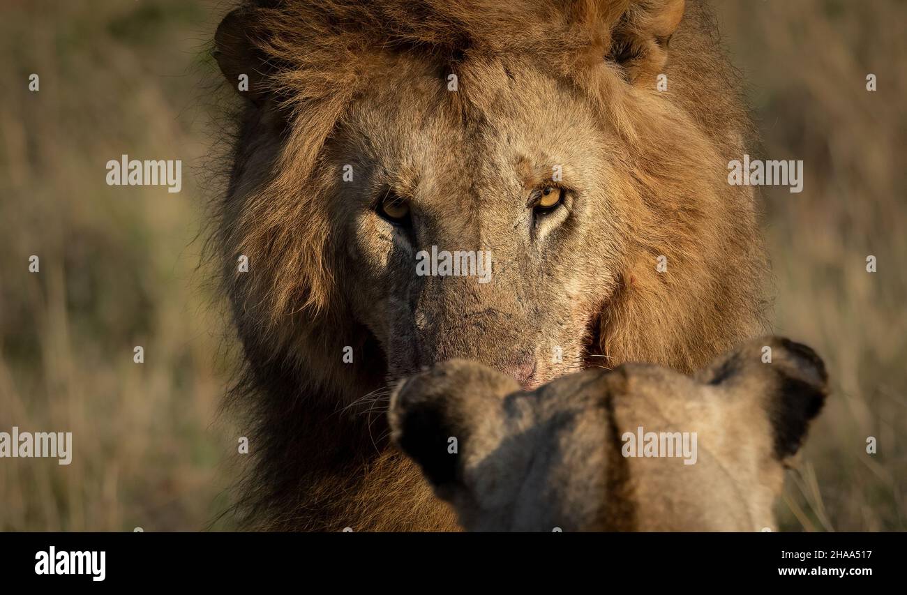 Serengeti wildebeest migration lion hi-res stock photography and images ...