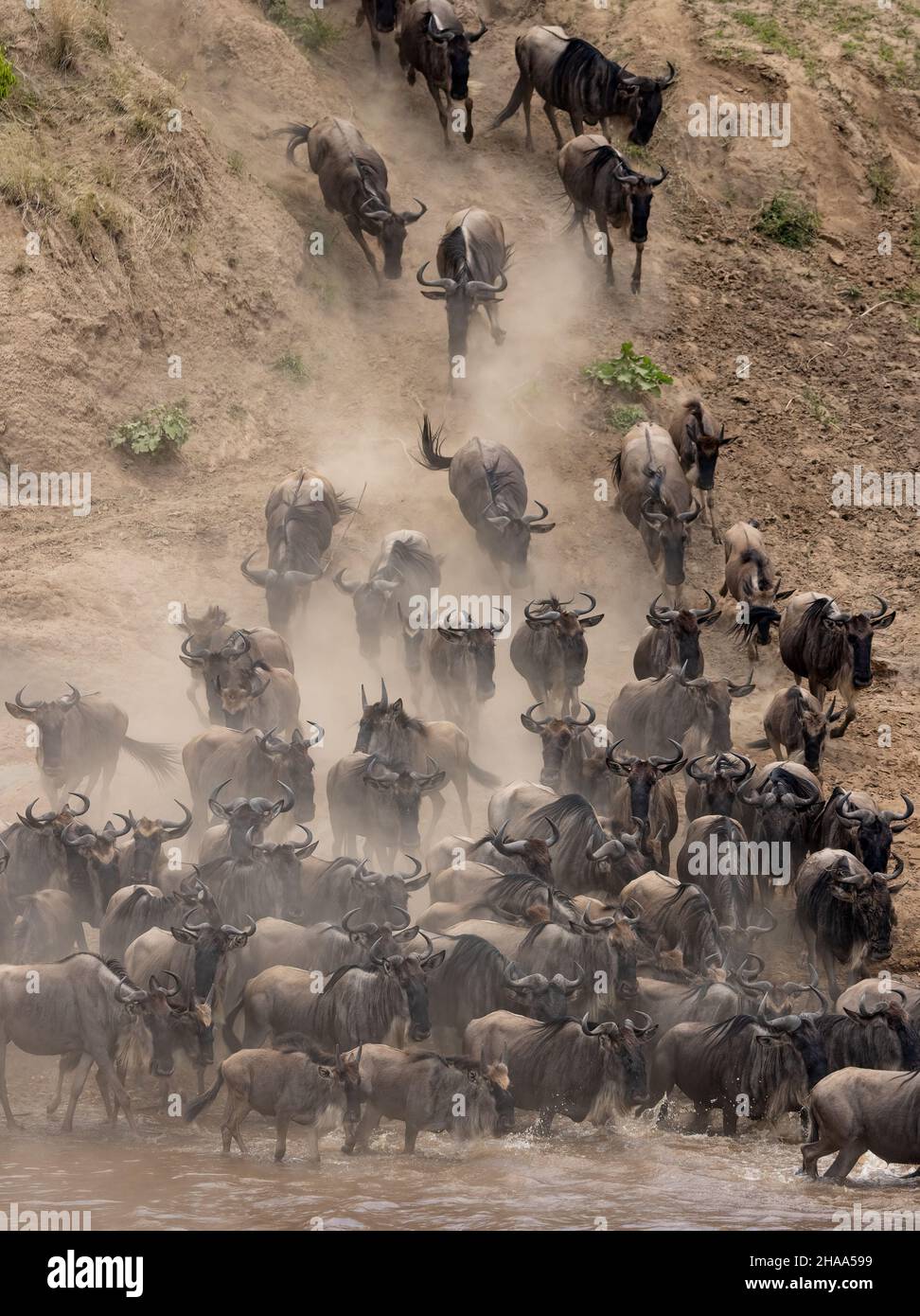 Wildebeest Migration In Africa – Wildebeest Migration Tracker – QOSSKE