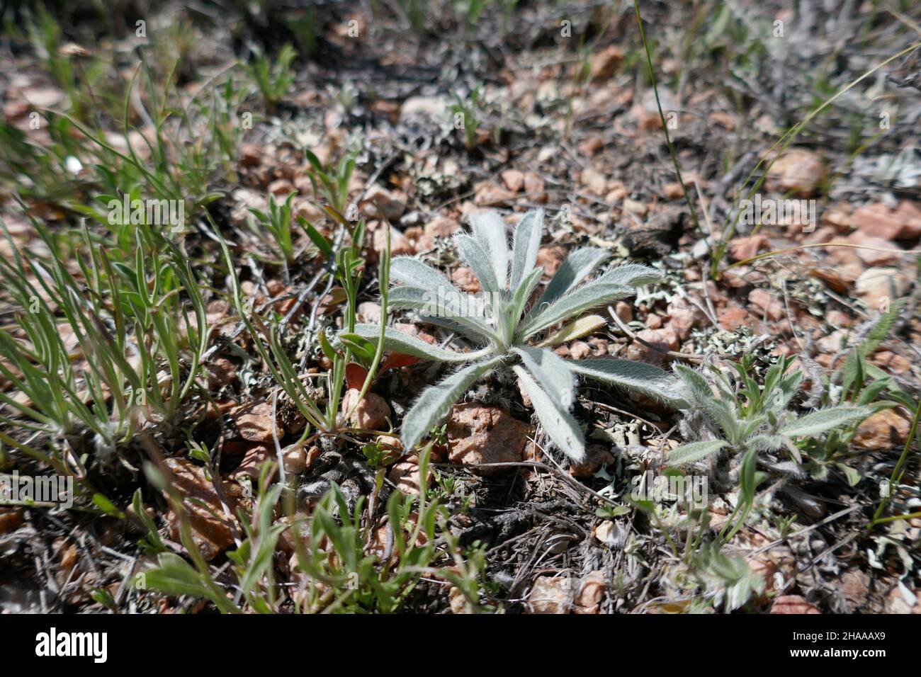 Dry climate plants growing in rocky soil Stock Photo - Alamy