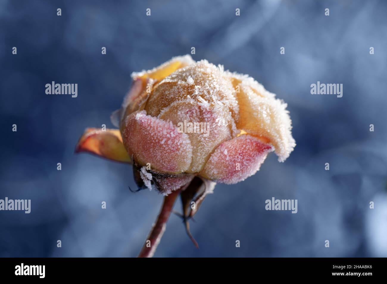 The concept of weather change. A sharp cold snap. The rose flower is ...