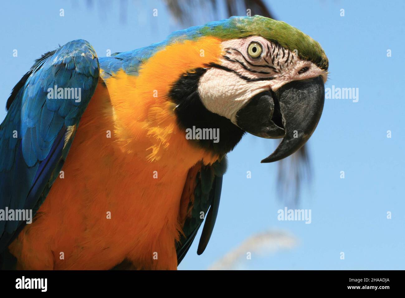 Pwetland, perched, perch, color, aviary, natural, avian, captivity ...