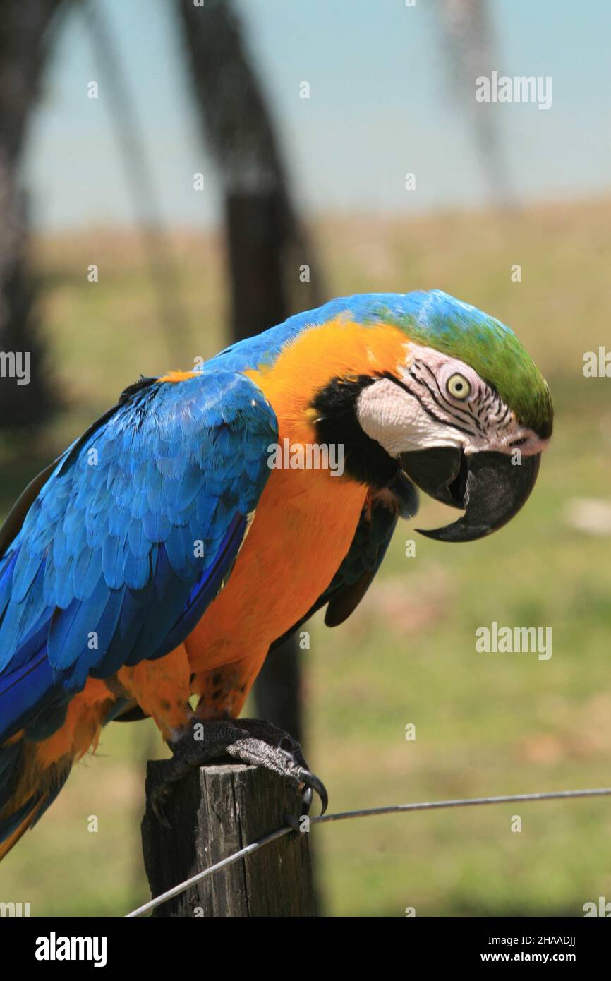 Pwetland, perched, perch, color, aviary, natural, avian, captivity ...