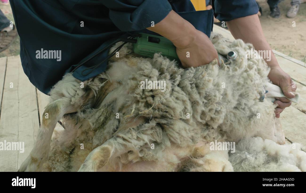 Sheep shearing table hi-res stock photography and images - Alamy