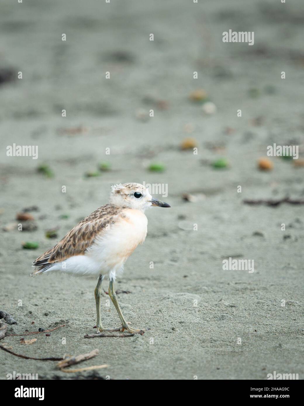 New Zealand Dotterel in the wind. Northern subspecies juvenile ...