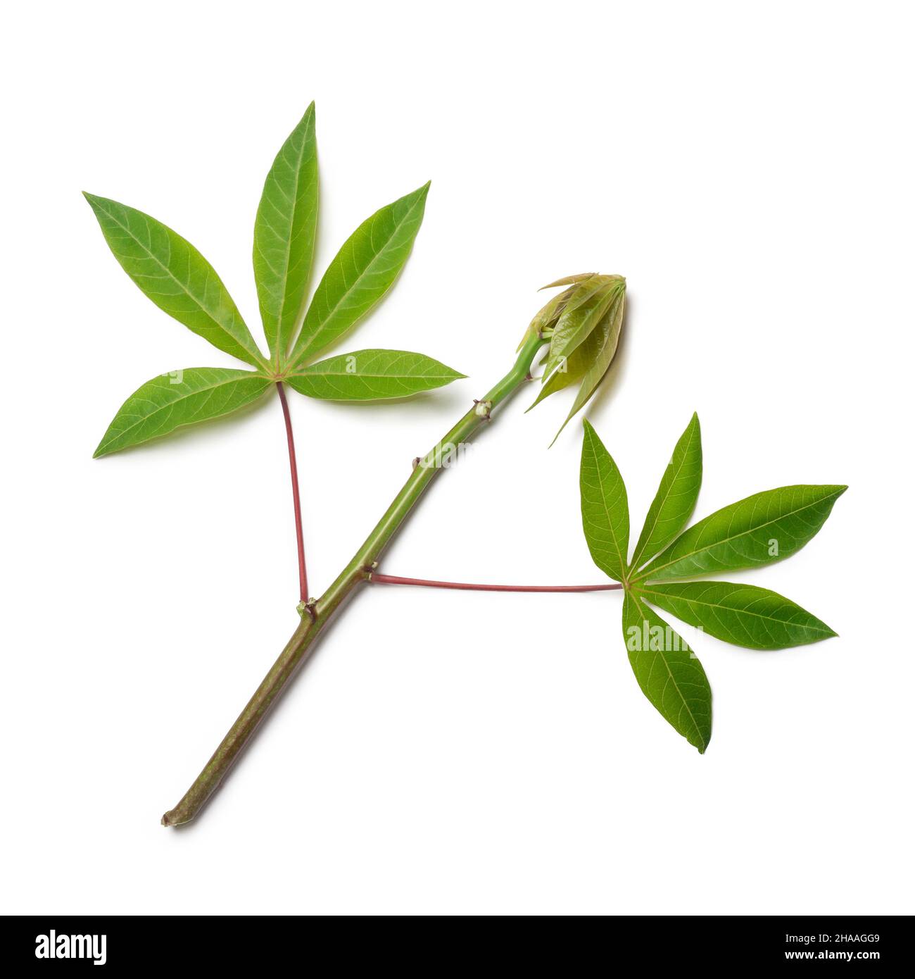 young cassava or manihot plant foliage, also known as manioc, yuca or ...