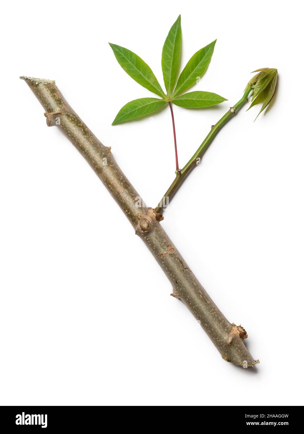 young cassava or manihot plant foliage, also known as manioc, yuca or ...