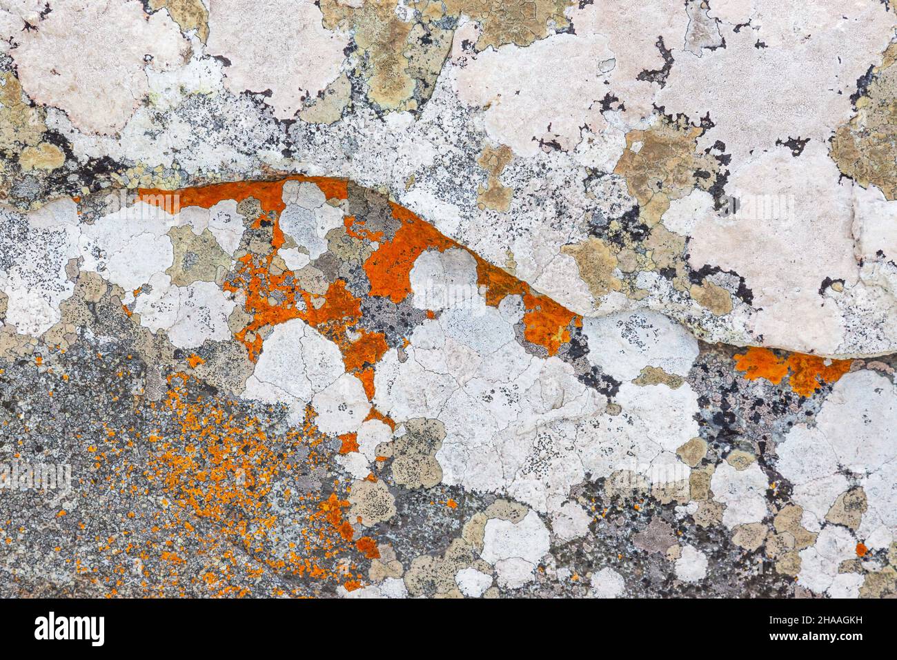 Abstract lichen patterns on a rock in the West Coast National Park ...