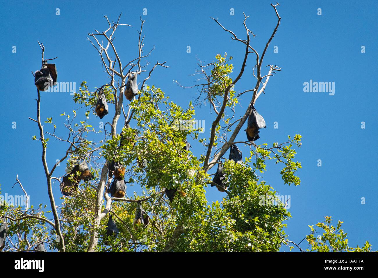 Flying foxes in colac botanic gardens hi-res stock photography and ...