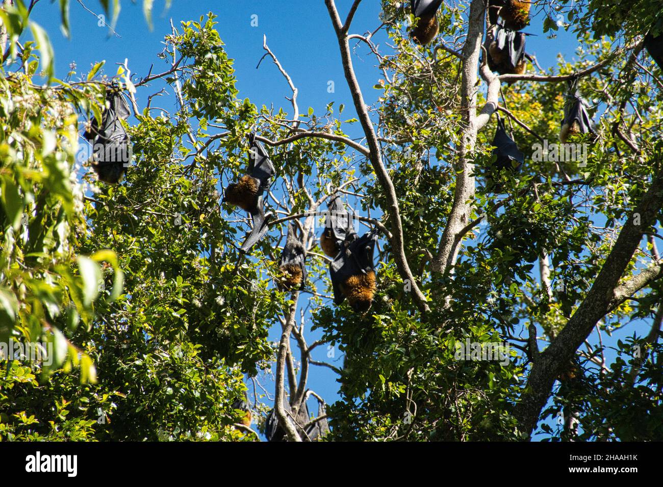 Grey headed flying fox in a tree hi-res stock photography and images ...
