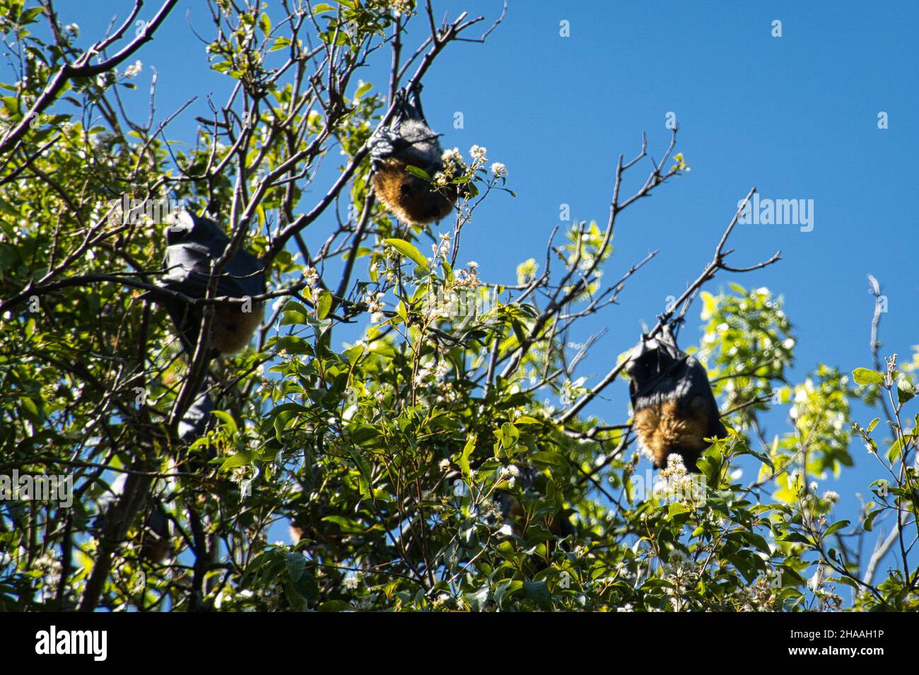 Flying foxes in colac botanic gardens hi-res stock photography and ...