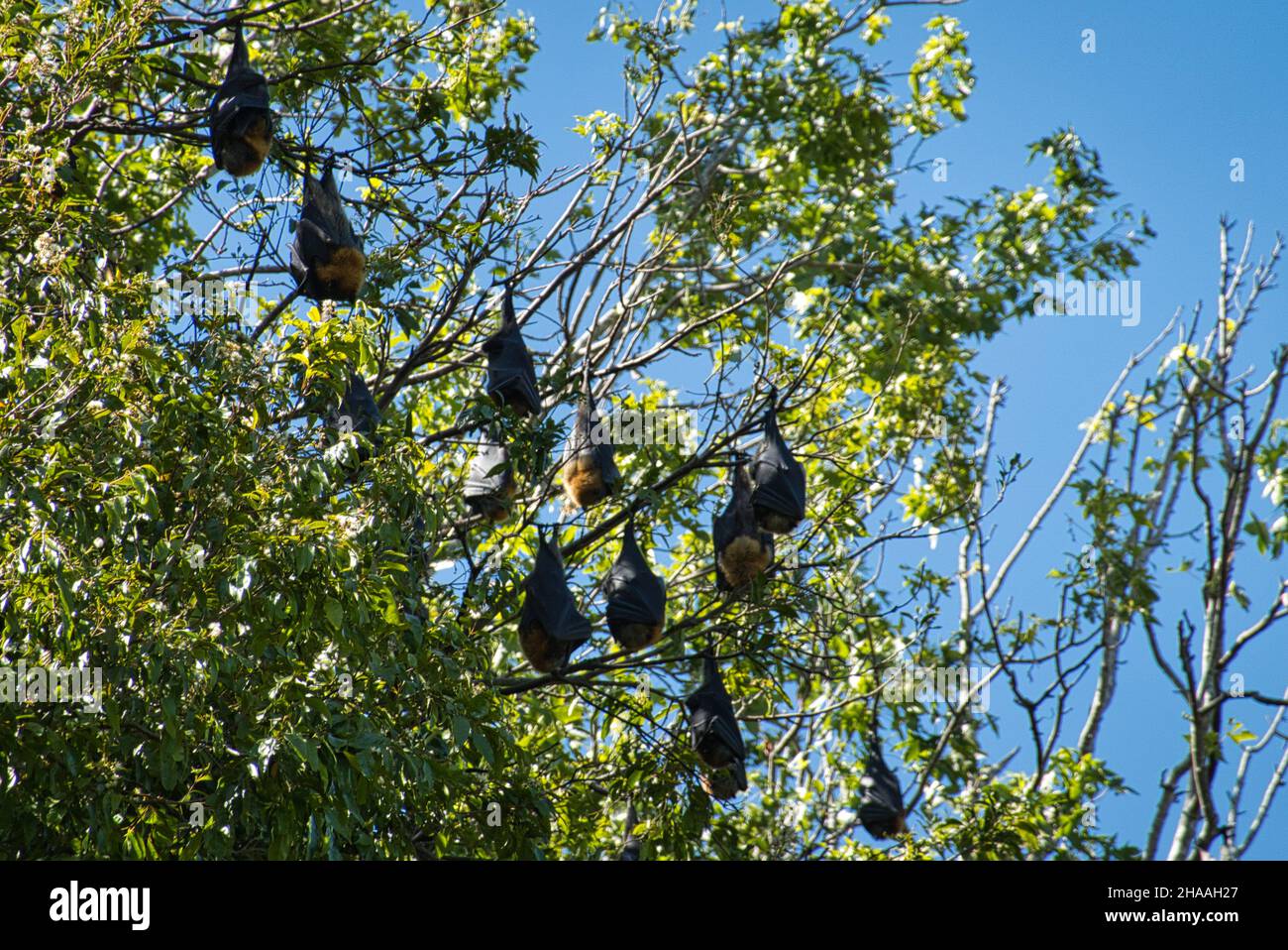 Grey headed flying fox in a tree hi-res stock photography and images ...