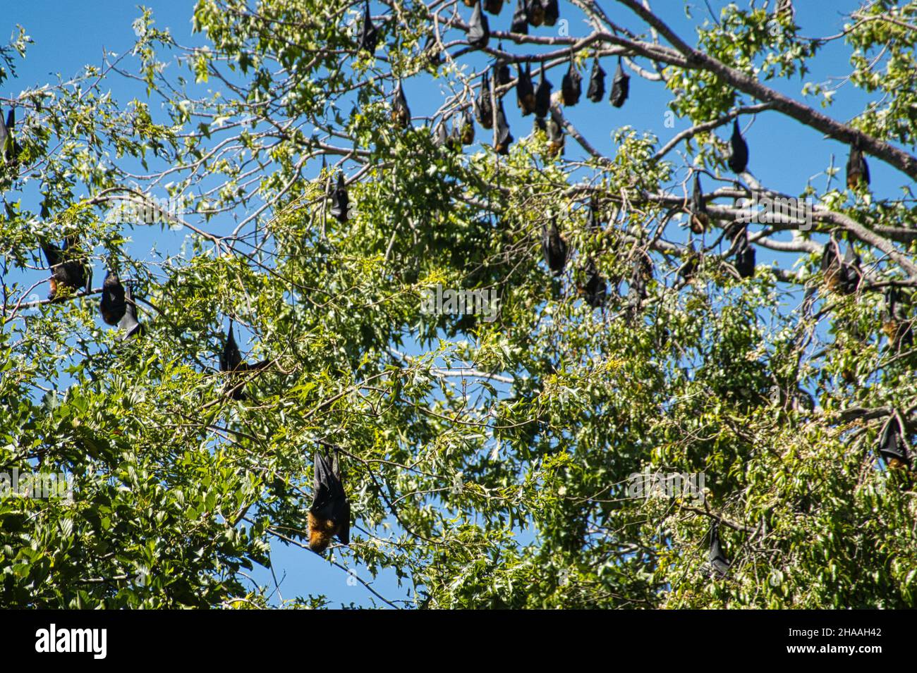 Flying foxes in colac botanic gardens hi-res stock photography and ...