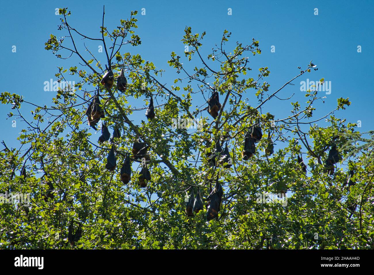 Grey-Headed Flying Foxes roosting in a tree in Australia Stock Photo ...