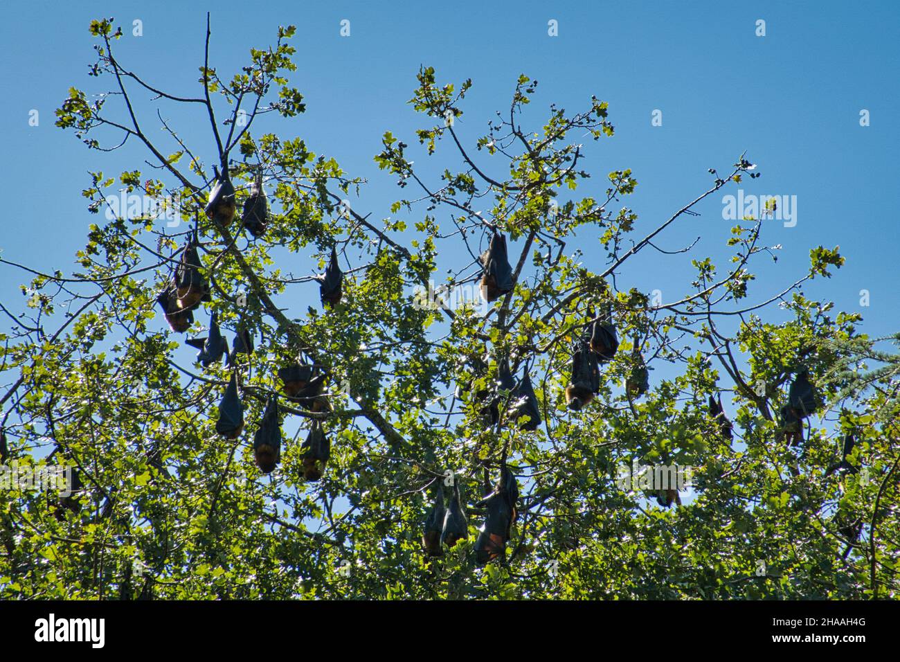 Grey-Headed Flying Foxes roosting in a tree in Australia Stock Photo ...