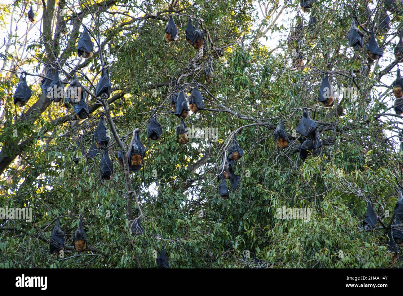 Grey-Headed Flying Foxes roosting in a tree in Australia Stock Photo ...