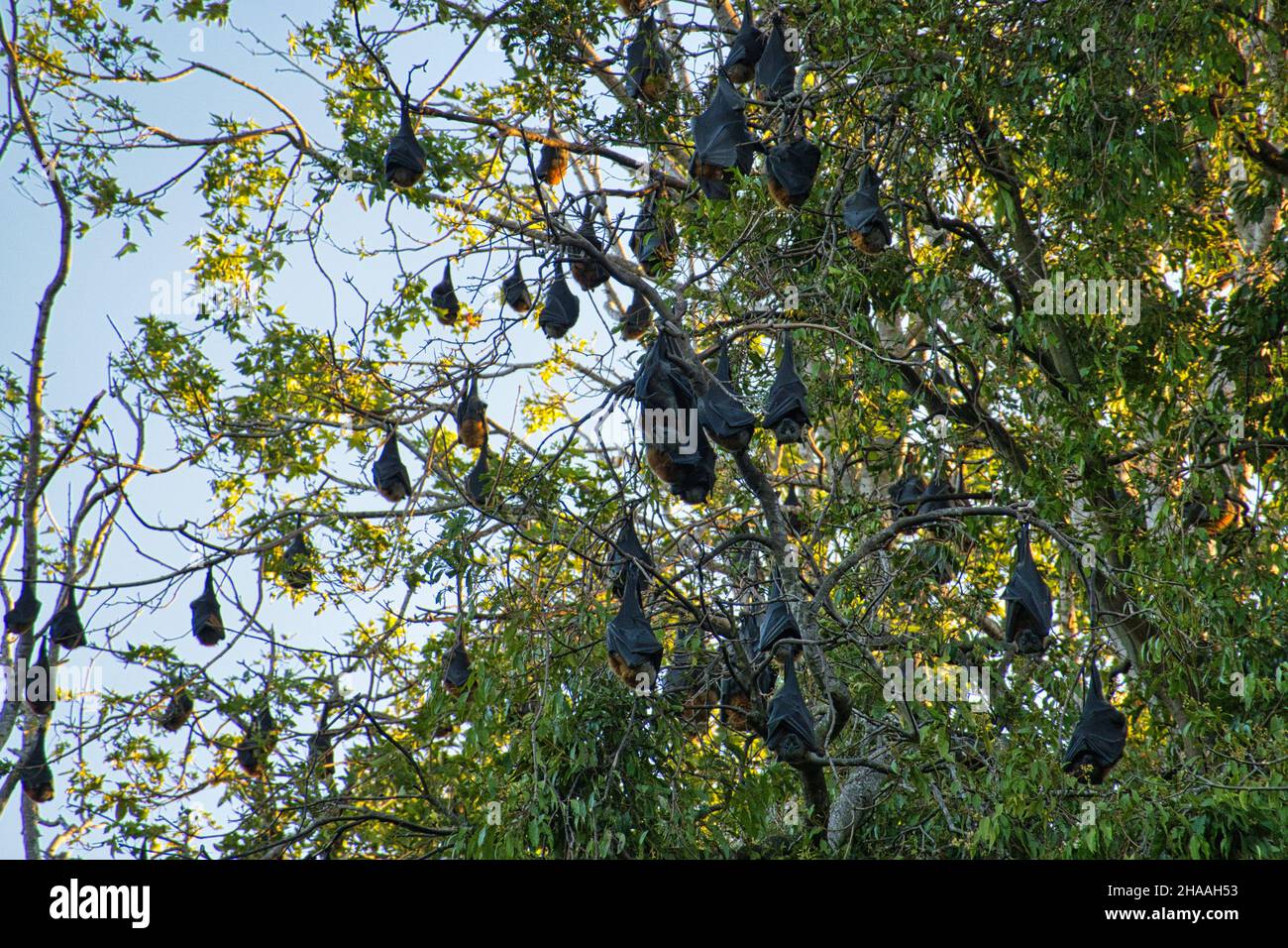 Grey headed flying fox in a tree hi-res stock photography and images ...