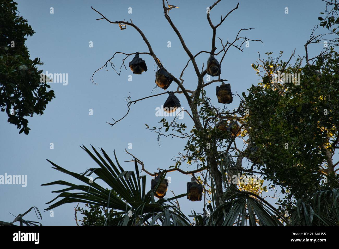 Flying foxes in colac botanic gardens hi-res stock photography and ...