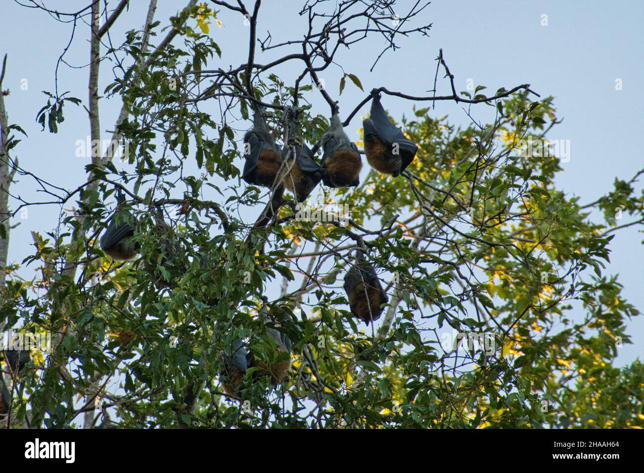 Grey-Headed Flying Foxes hanging from branches in a tree during the ...
