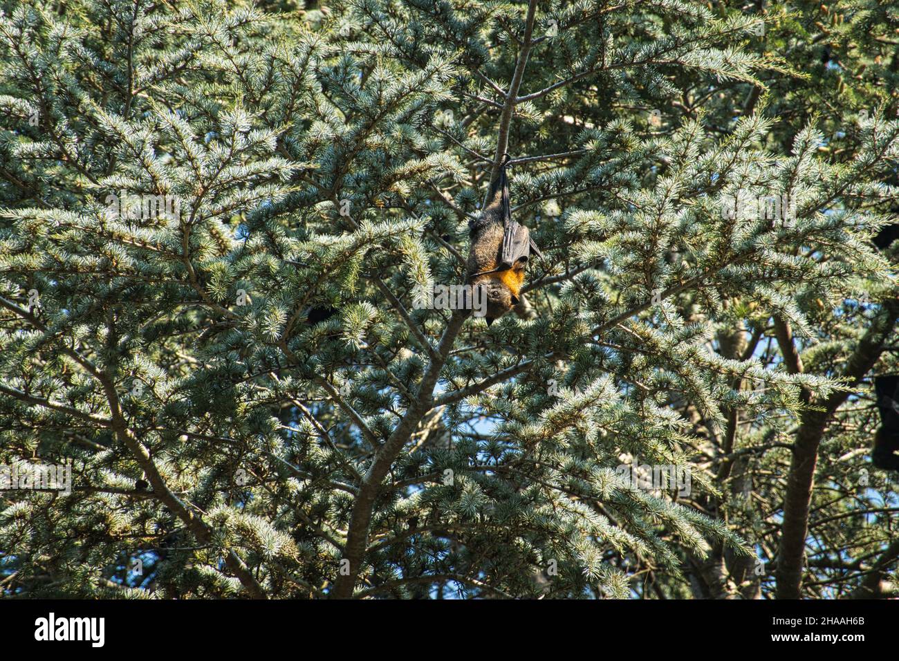 A Grey-Headed Flying Fox roosting in a tree in Australia Stock Photo ...