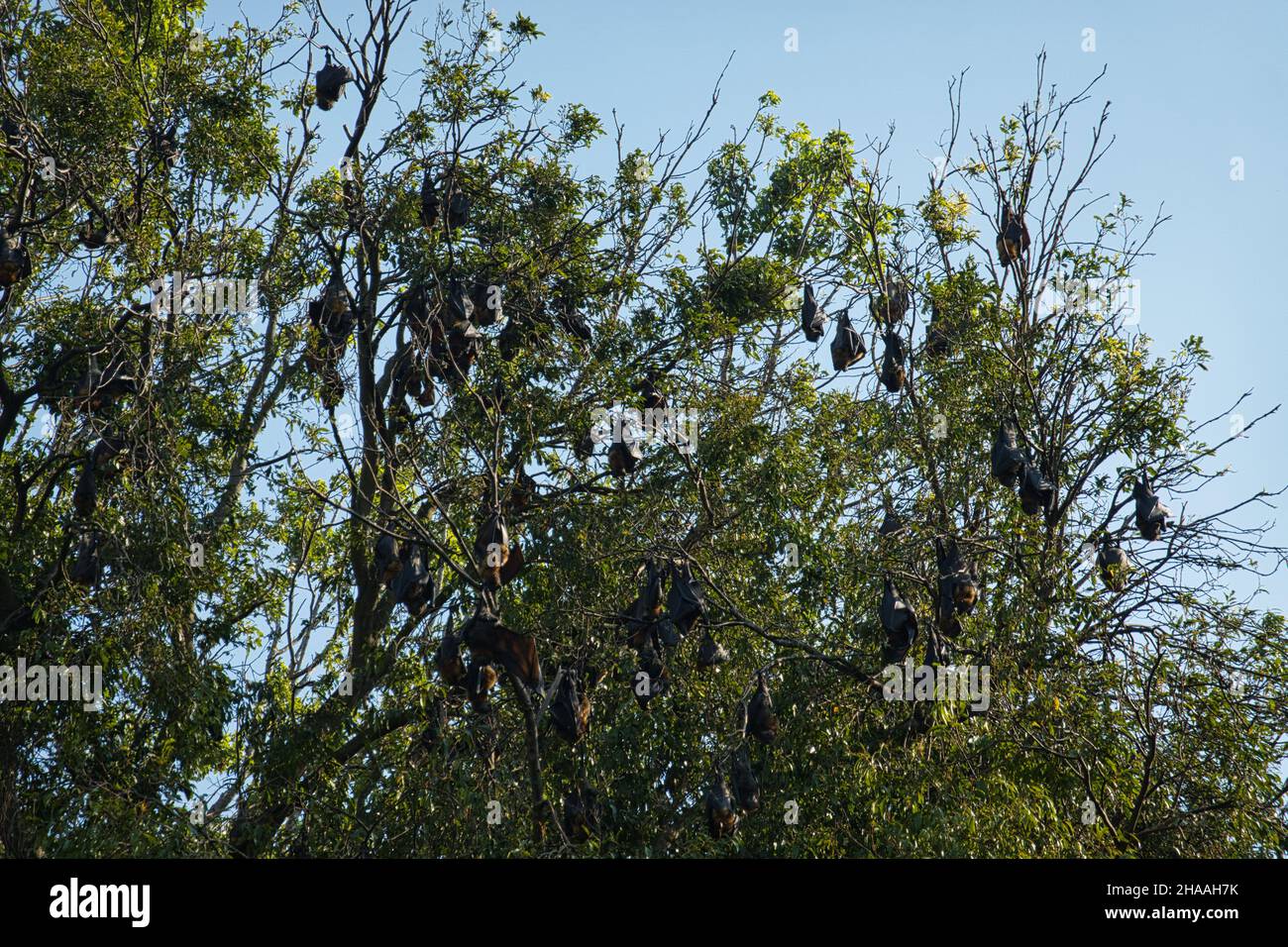 Grey-Headed Flying Foxes hanging from branches in a tree during the ...