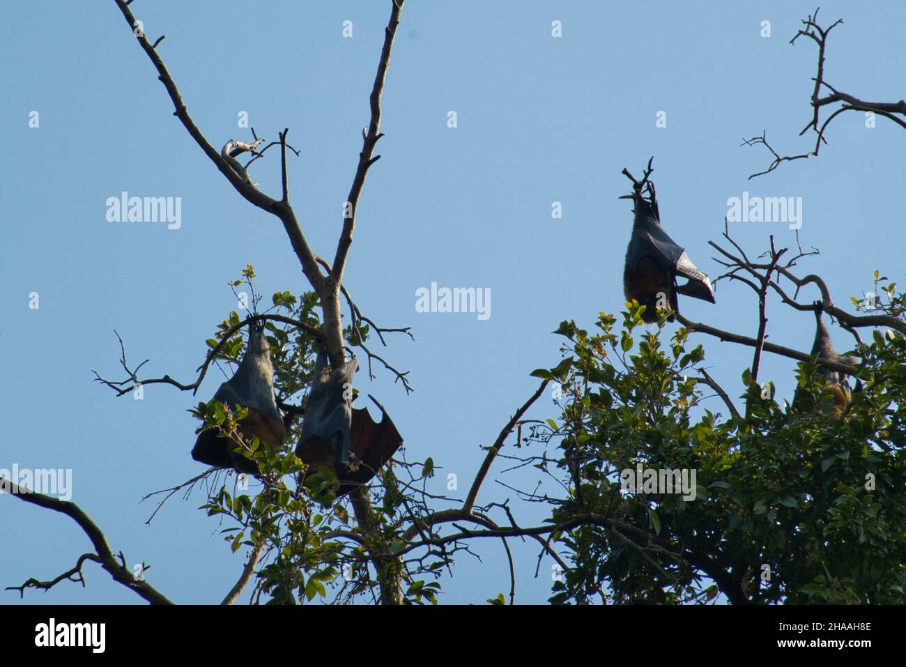 Grey-Headed Flying Foxes hanging from branches in a tree during the ...