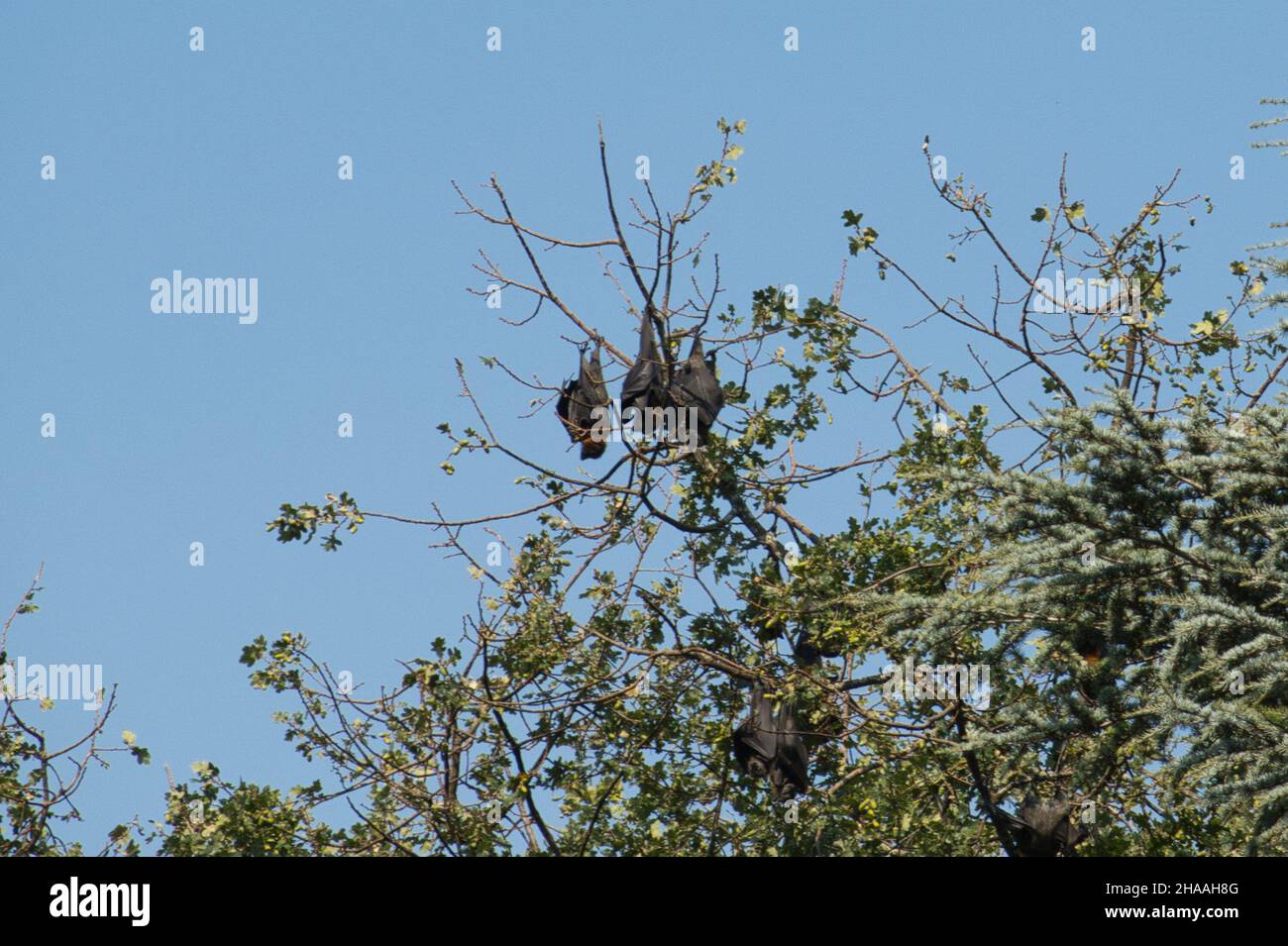 Grey headed flying fox in a tree hi-res stock photography and images ...