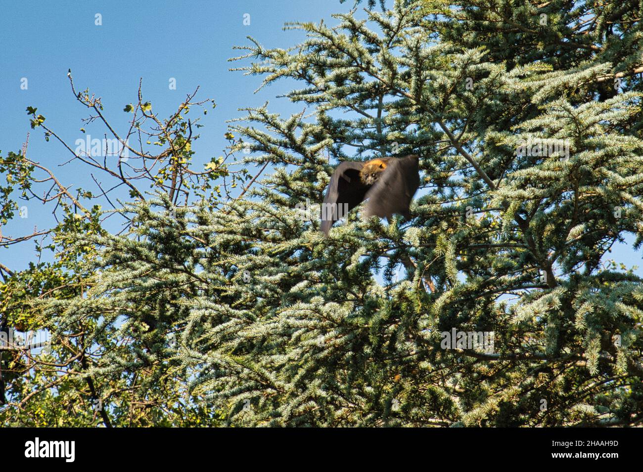 A Grey-Headed Flying Fox swooping from a tree in Australia Stock Photo ...